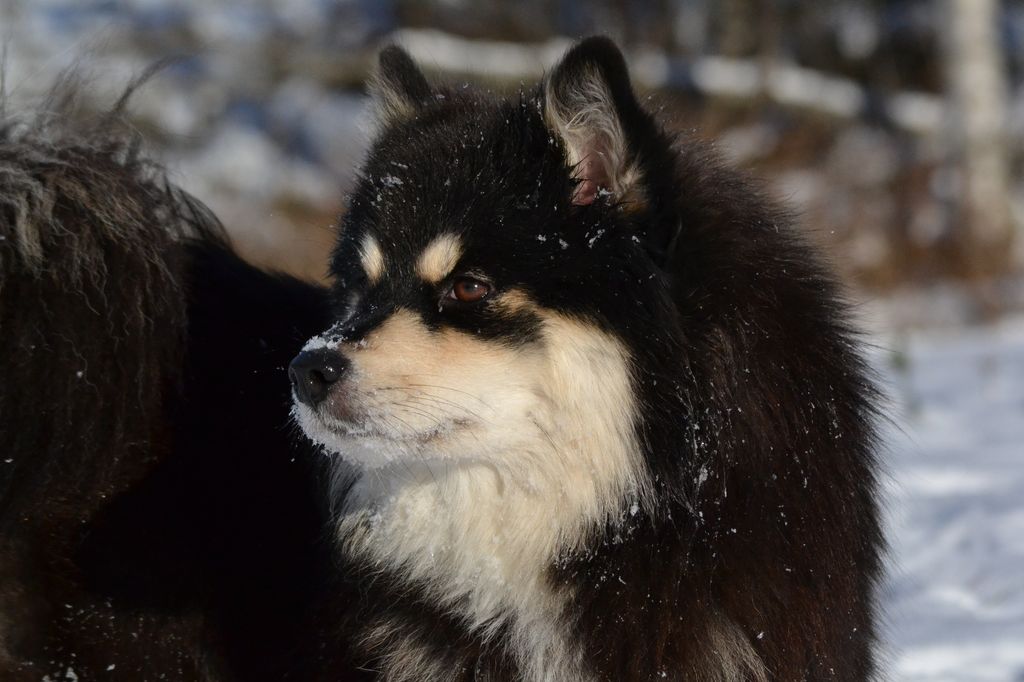 Finnish Lapphund - The Breed Archive
