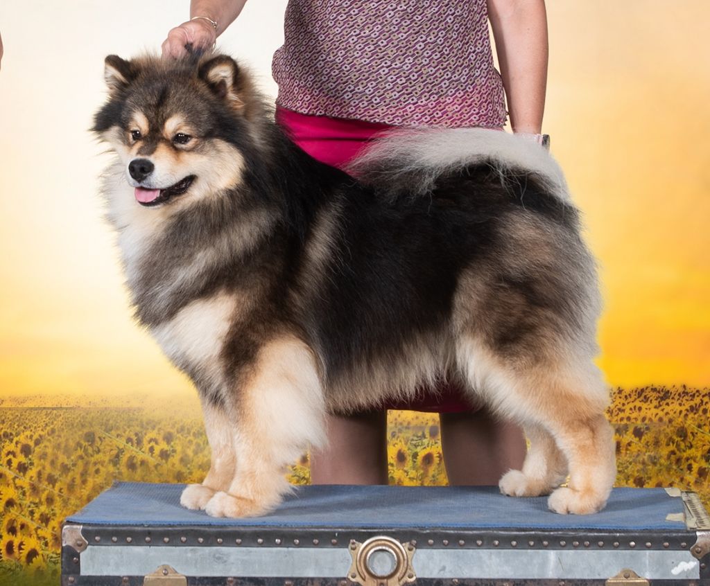 Finnish Lapphund - The Breed Archive