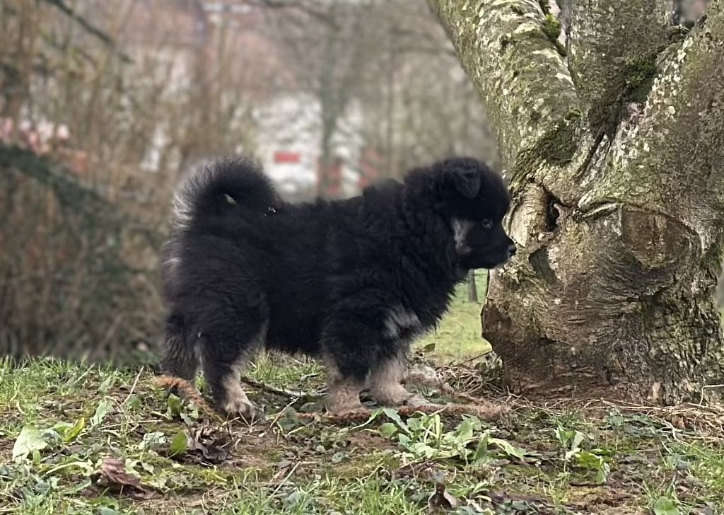 Finnish Lapphund - The Breed Archive
