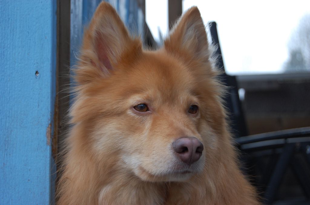 Finnish Lapphund - The Breed Archive