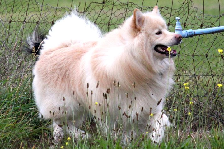 Finnish Lapphund - The Breed Archive