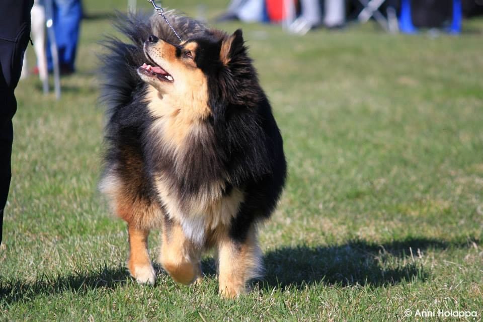 Finnish Lapphund - The Breed Archive