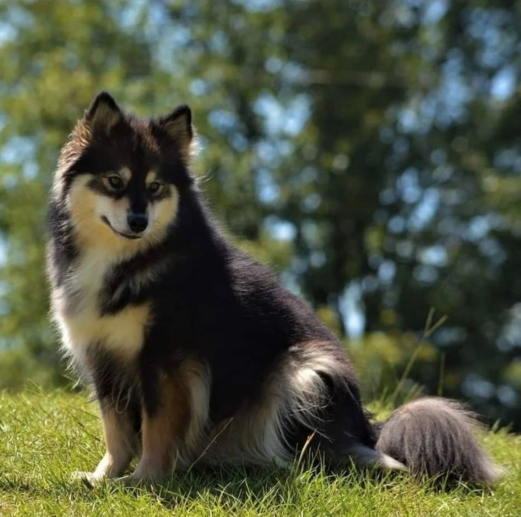 Finnish Lapphund - The Breed Archive