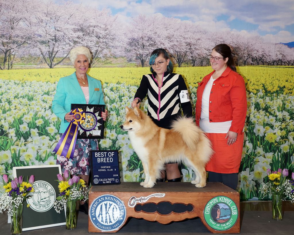 Finnish Lapphund - The Breed Archive